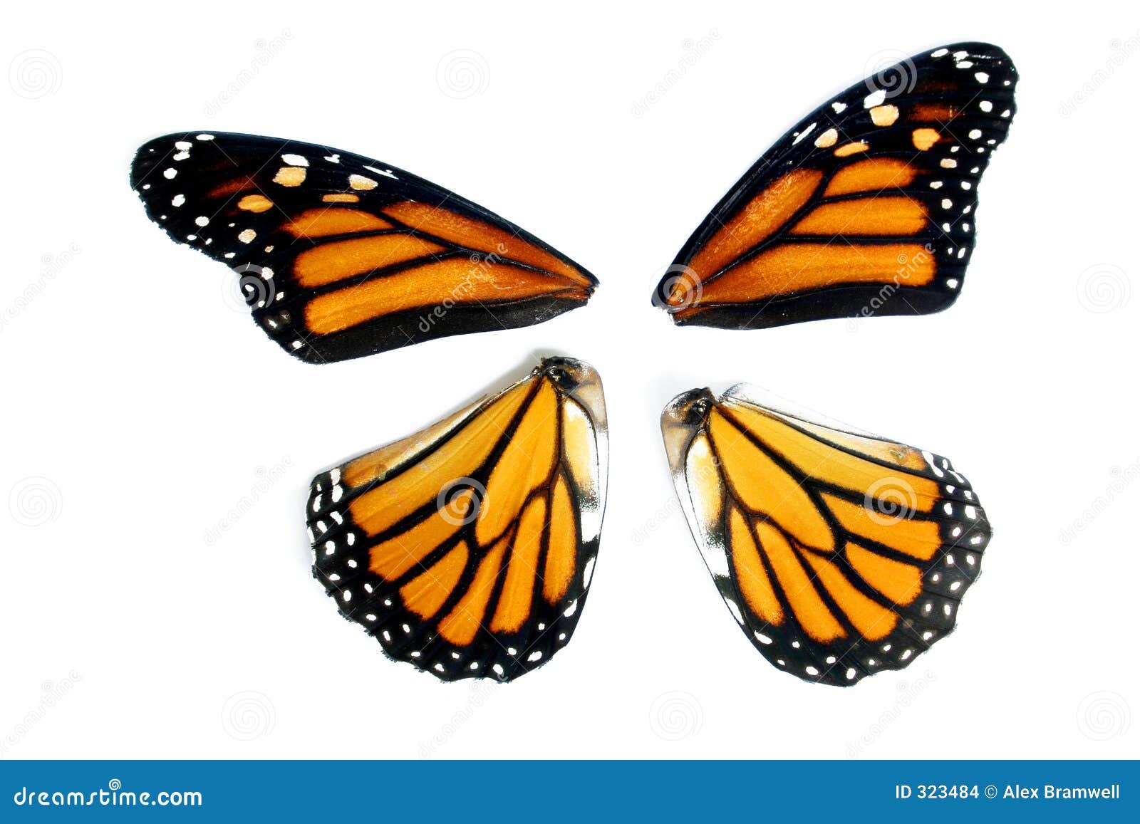 De Vleugels Van De Vlinder Van De Monarch Stock Foto - Image of prooi ...