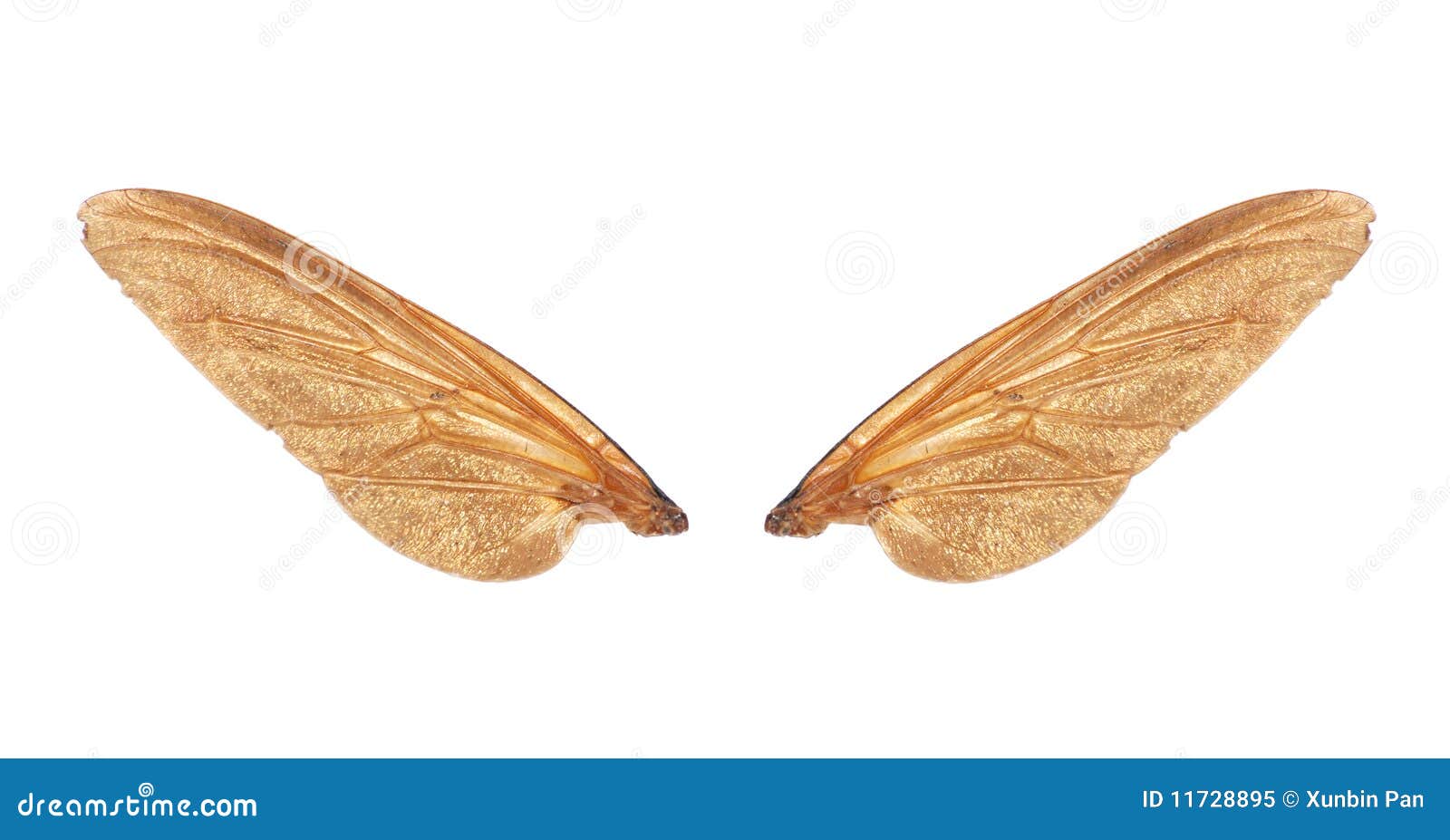 De Vleugels Van Het Insect Van Vlieg Stock Afbeelding - Image of dier ...