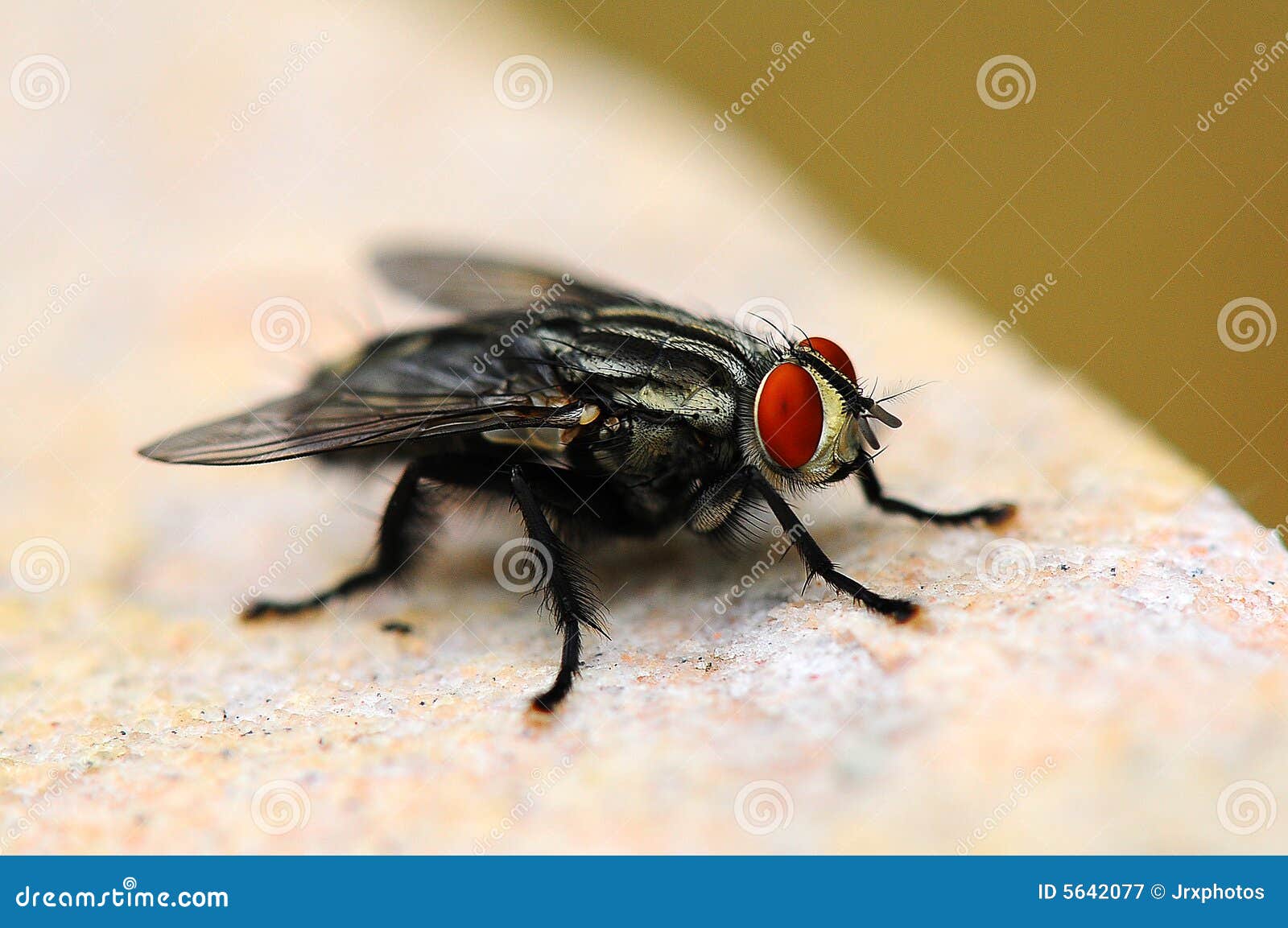 De vlieg stock afbeelding. Image of fauna, fotografie - 5642077