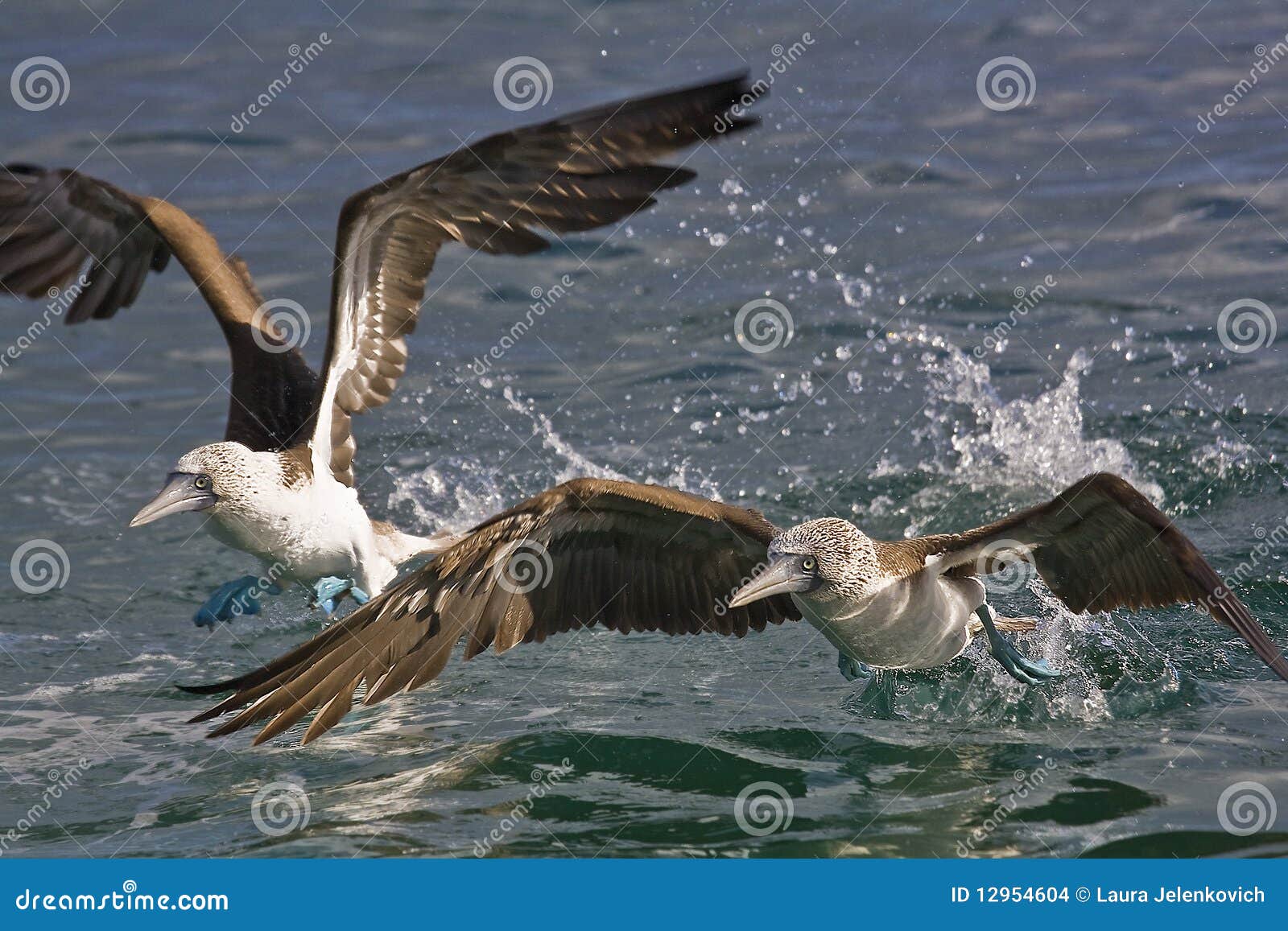 De vlieg en duikt stock foto. Image of milieu, santa - 12954604