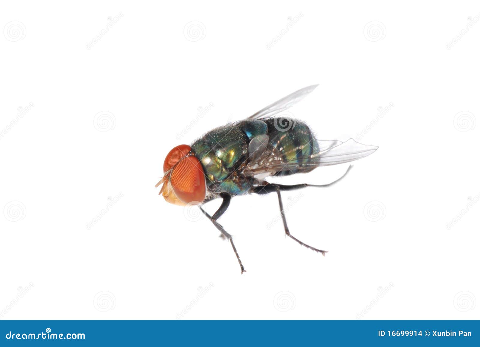 De vlieg van het insect stock foto. Image of diversen - 16699914