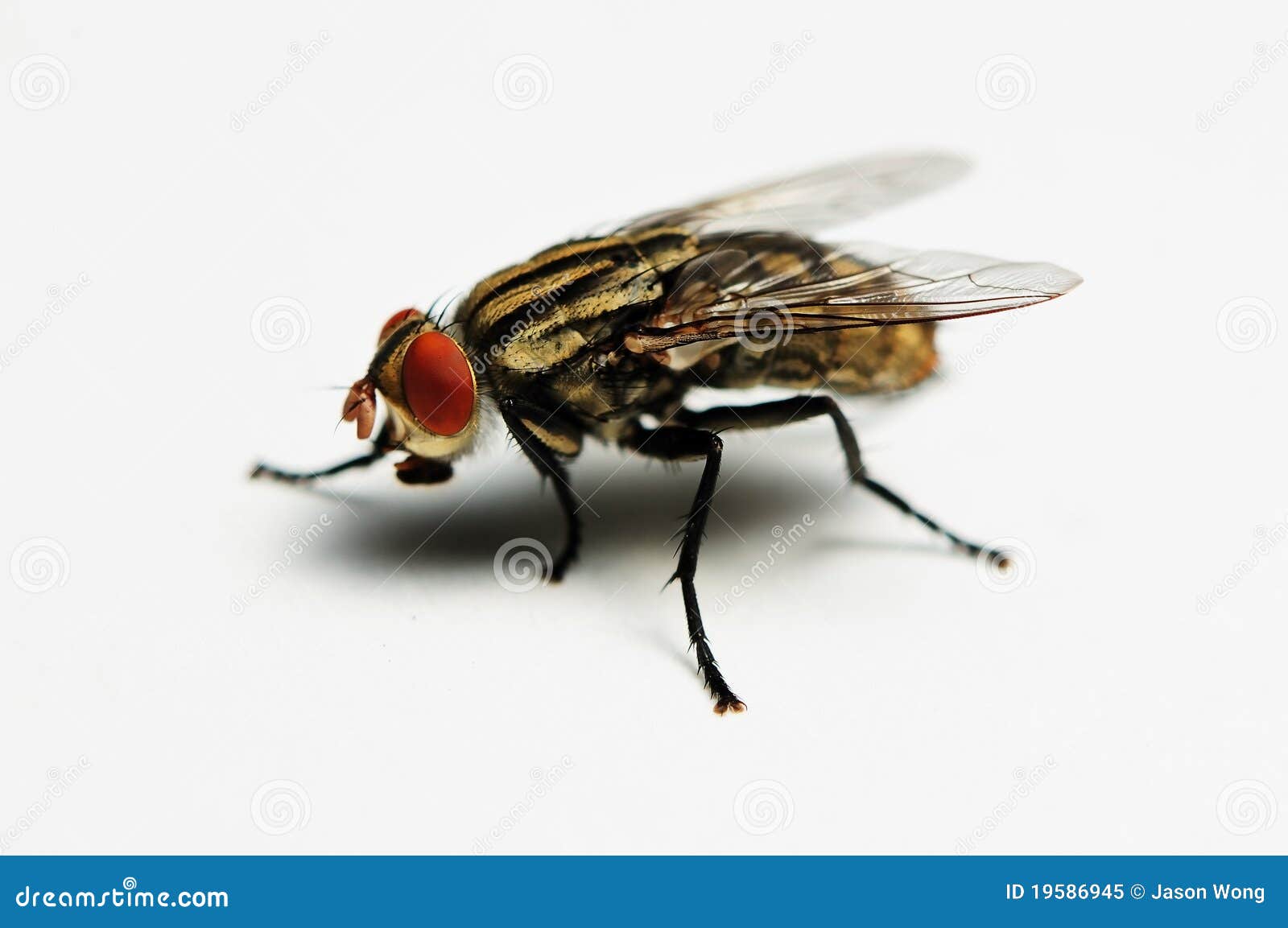 De Vlieg van het insect stock afbeelding. Image of sluit - 19586945