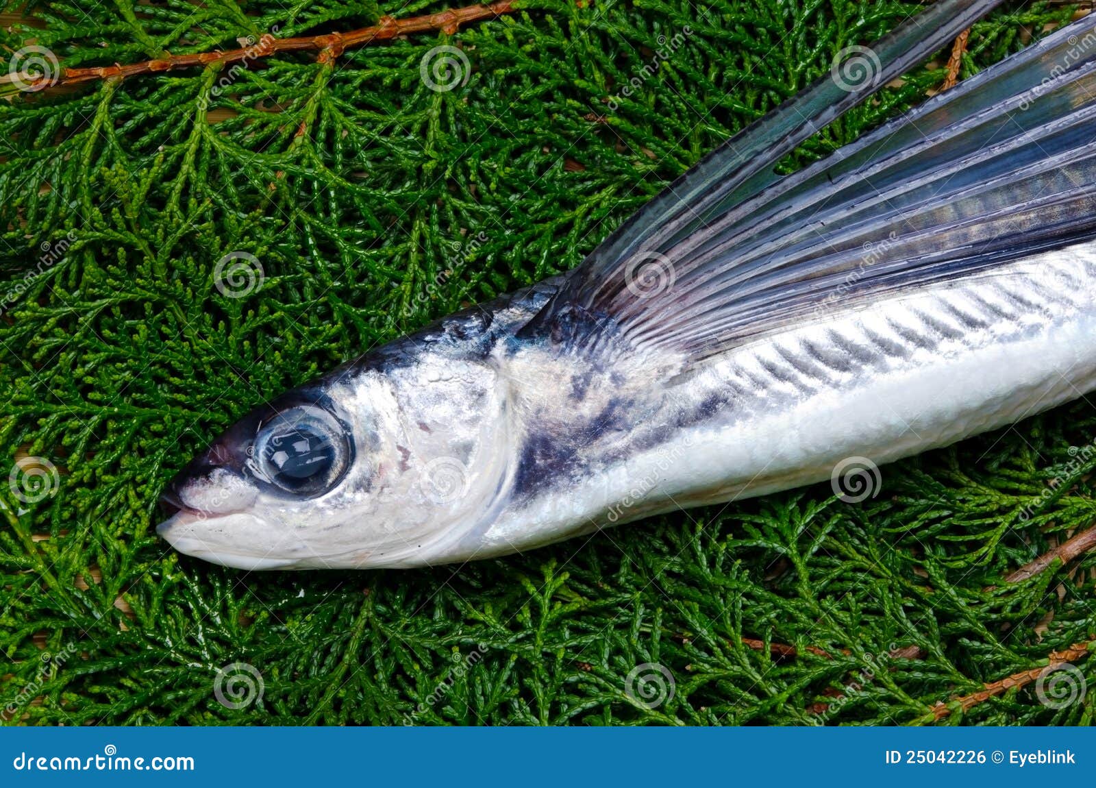 De Vliegende Vissen Van De Kust Stock Foto - Image of voedsel, maaltijd ...