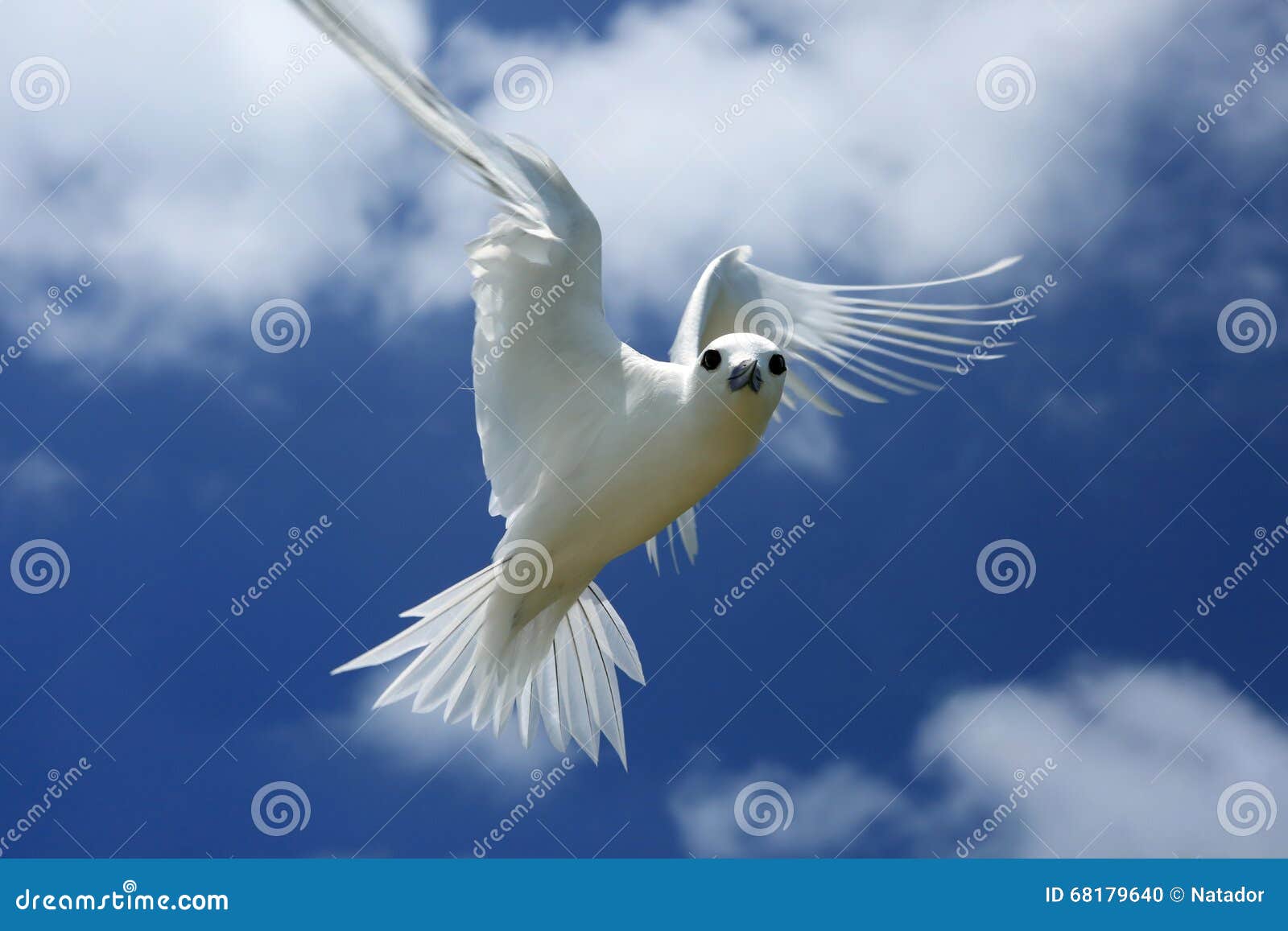 De Vliegende Vogel Van De Feestern Stock Foto - Image of domein, nave ...