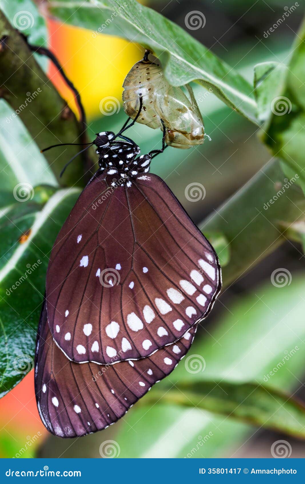 De Vlinder Kwam Uit Cocon Te Voorschijn. Stock Afbeelding - Image of ...