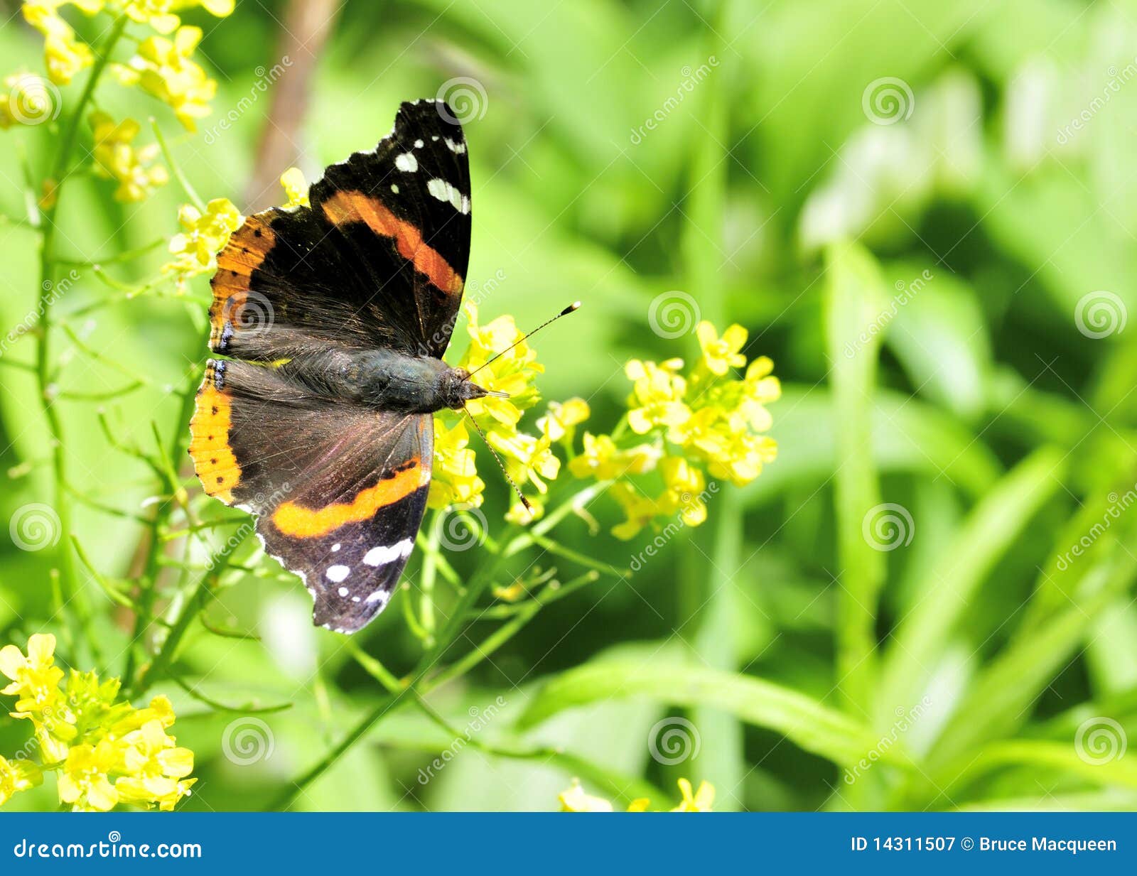 De Vlinder Van De Admiraalvlinder Stock Afbeelding - Image of macro ...