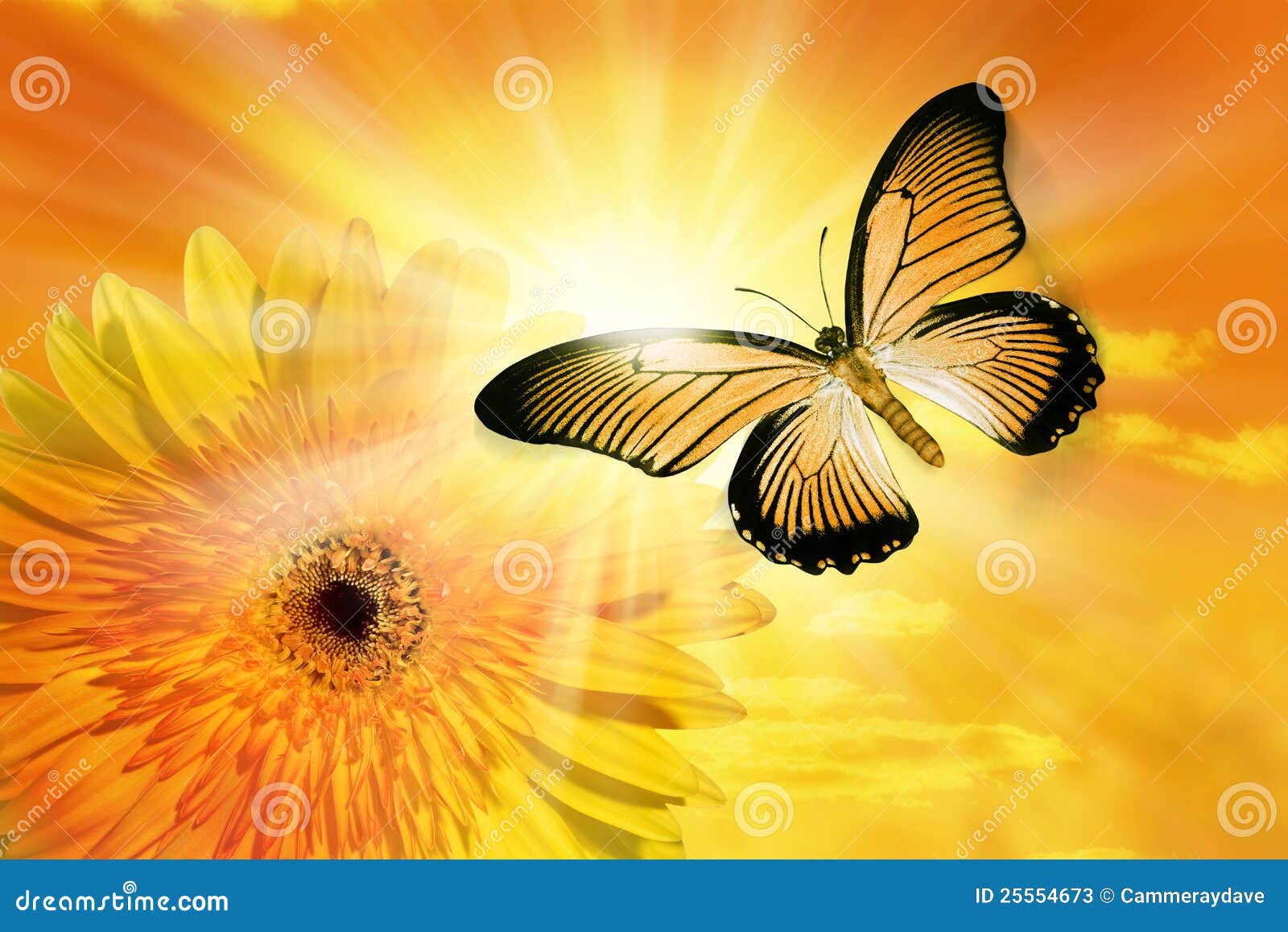 De Vlinder Van De Hemel Van De Zon Van De Bloem Stock Afbeelding ...