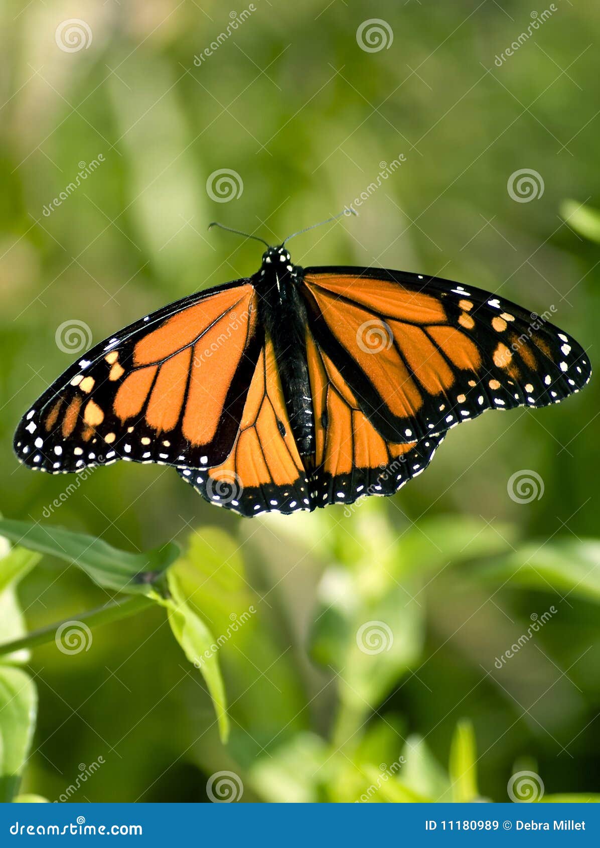 De vlinder van de monarch stock afbeelding. Image of sinaasappel - 11180989