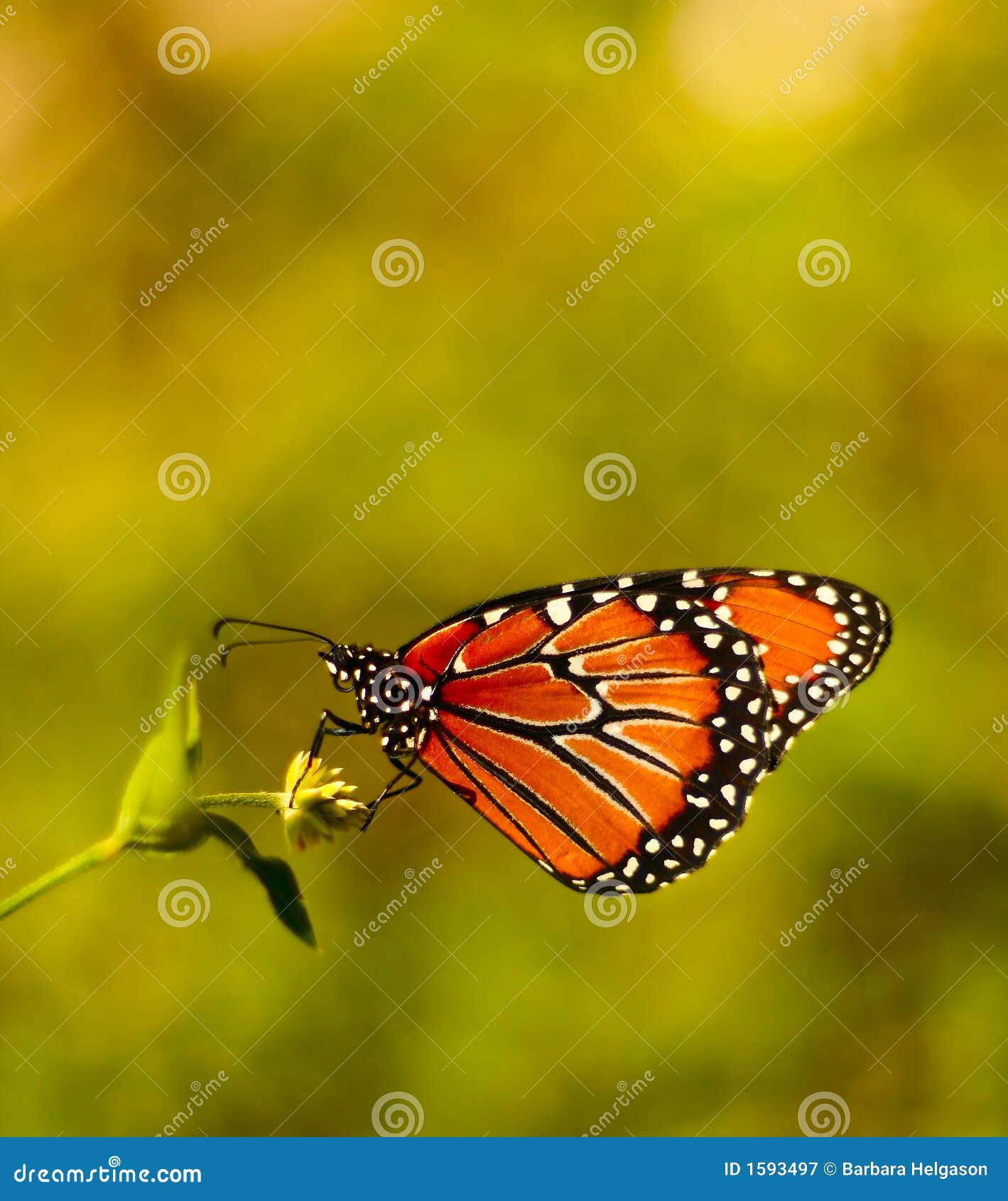 De vlinder van de monarch stock afbeelding. Image of tuin - 1593497