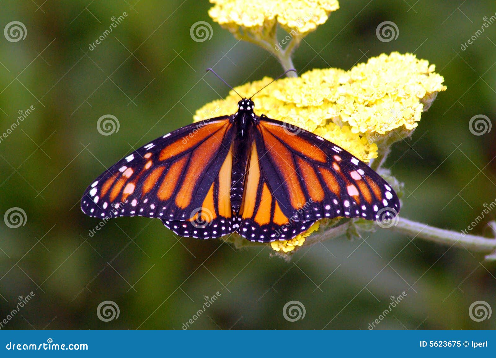 Monarchvlinder Picture. Image: 5623675