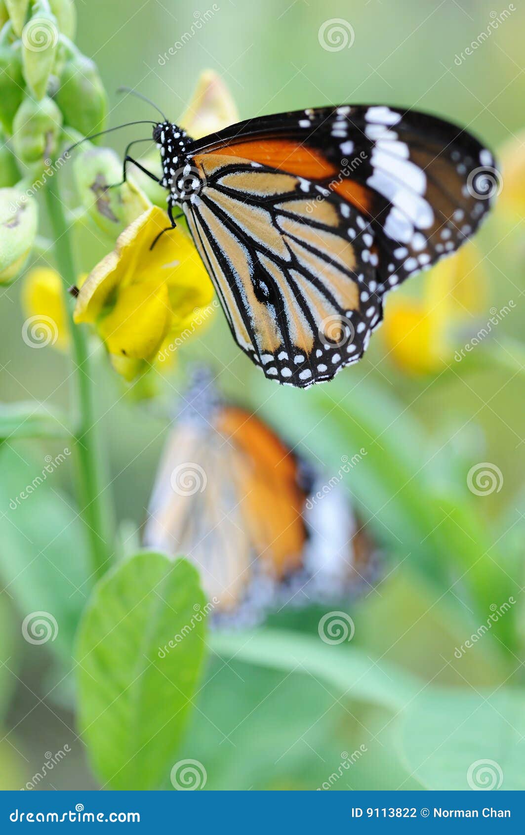 De vlinder van de monarch stock foto. Image of wild, insect - 9113822