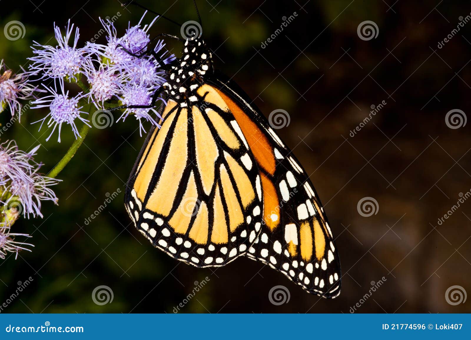 De Vlinder Van De Monarch Op Een Bloem Stock Foto - Image of zwart ...