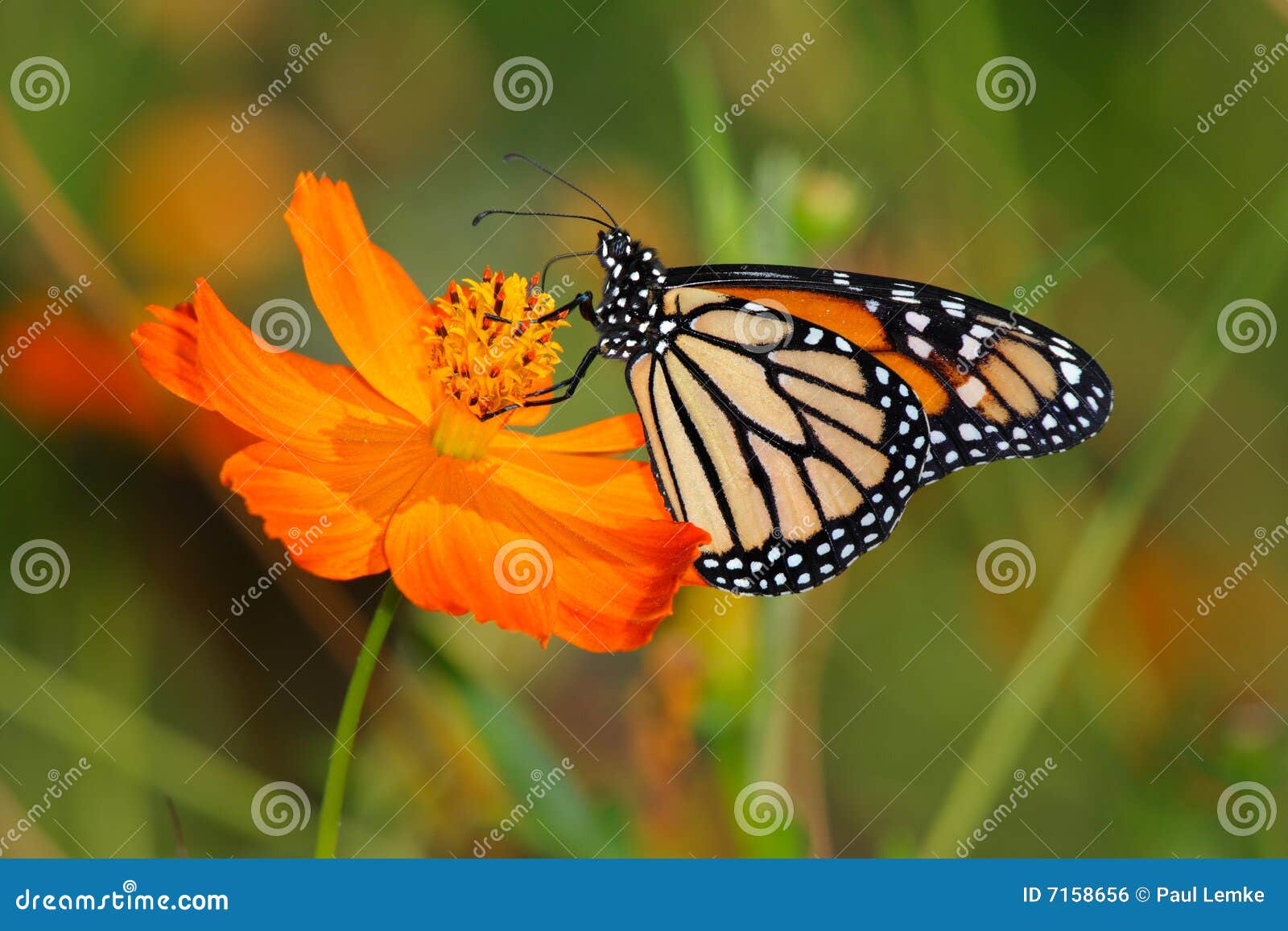 De Vlinder Van De Monarch Op Een Oranje Bloem Stock Foto - Image of ...