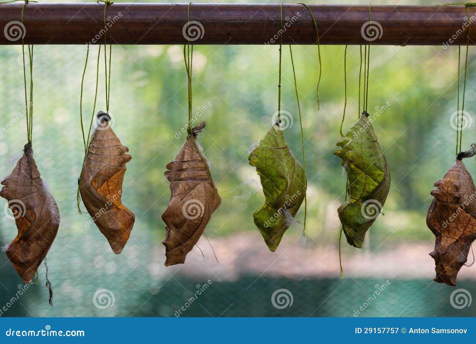 De vlinder van de pop stock afbeelding. Image of afgietsel - 29157757