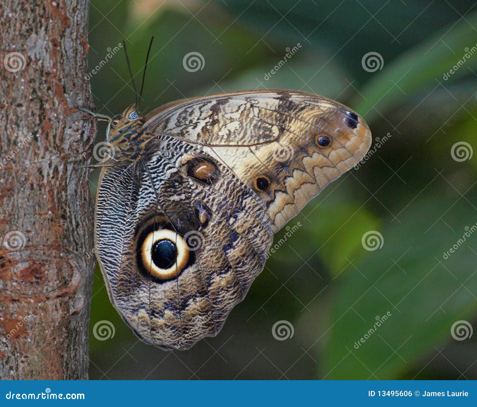 De Vlinder van de uil stock foto. Image of vlinder, profiel - 13495606