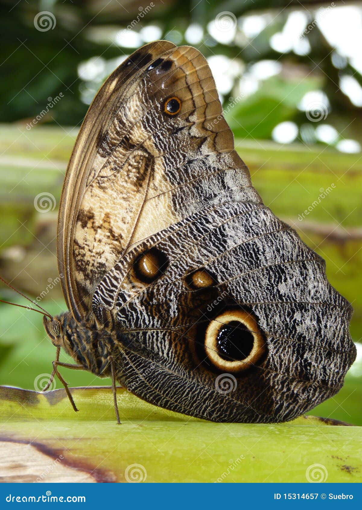 De vlinder van de uil stock afbeelding. Image of groot - 15314657