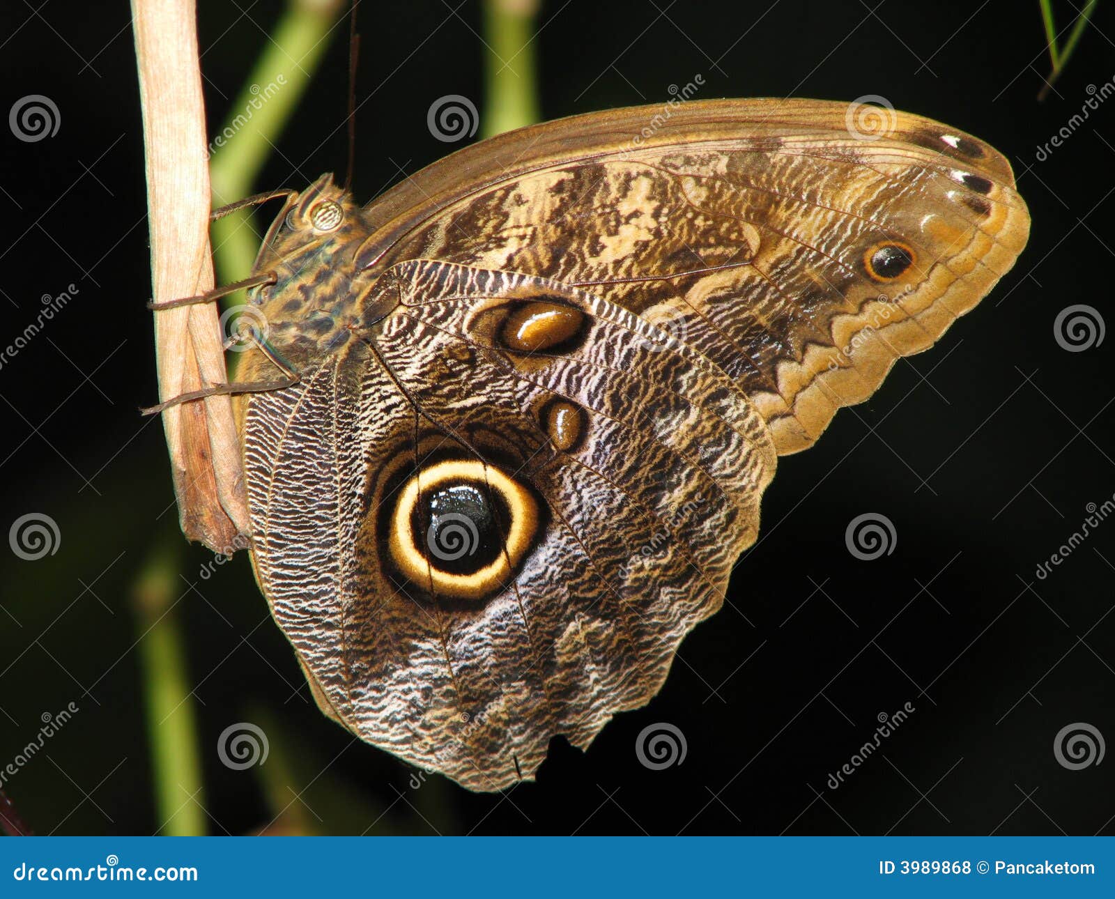 De vlinder van de uil stock foto. Image of vlek, patroon - 3989868