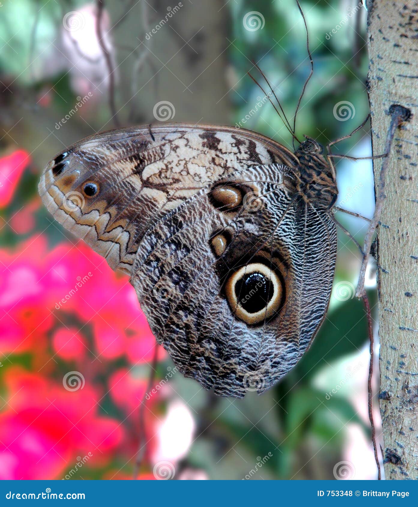 De Vlinder van de uil stock foto. Image of bloemen, tuin - 753348