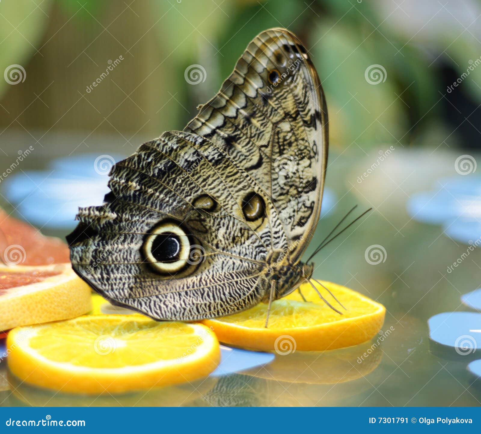 De Vlinder Van De Uil, Caligo Memnon Stock Afbeelding - Image of dier ...