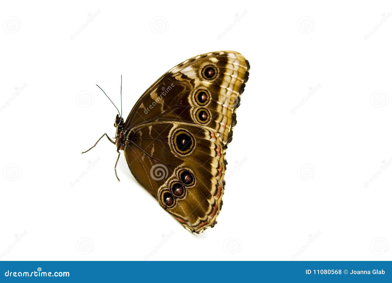 De Vlinder Van De Uil Op Witte Achtergrond Stock Foto - Image of ...