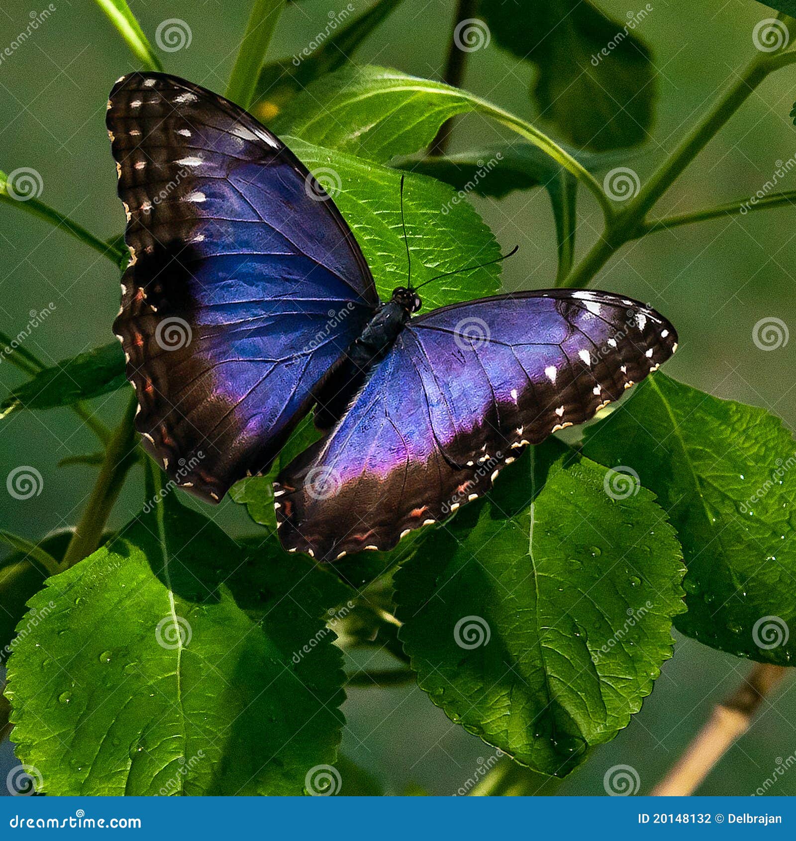 De Vlinder Van Het Oog Van De Uil Stock Foto - Image of nave, kleur ...