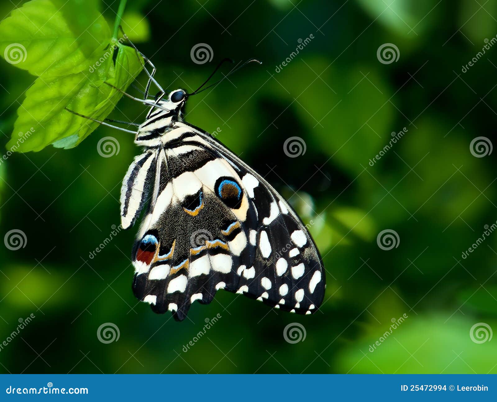 De Vlinder Van Swallowtail, Papilioninae Stock Foto - Image of blad ...
