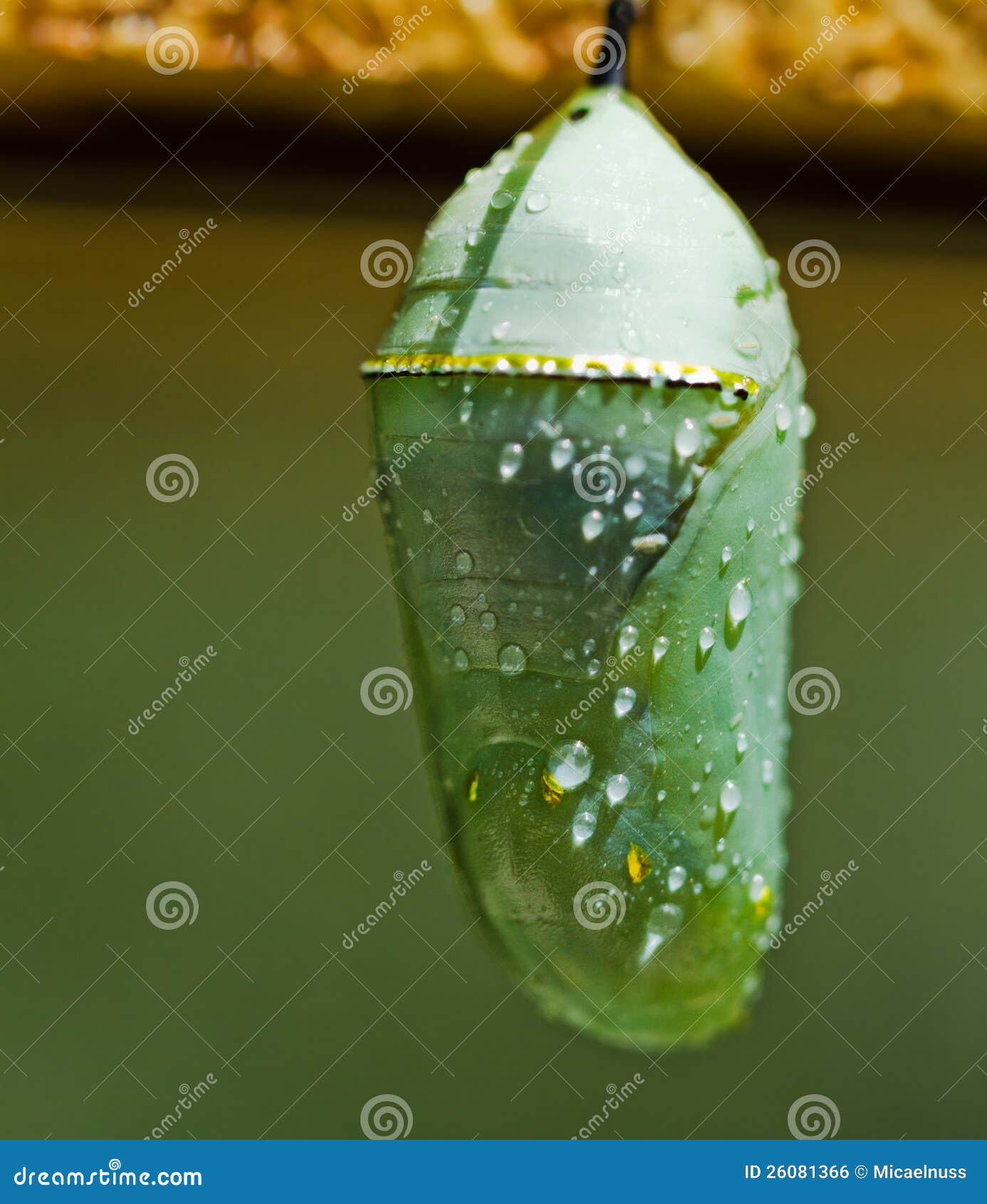 De Vlindercocon Van De Monarch Stock Foto - Image of cocon, vlinder ...