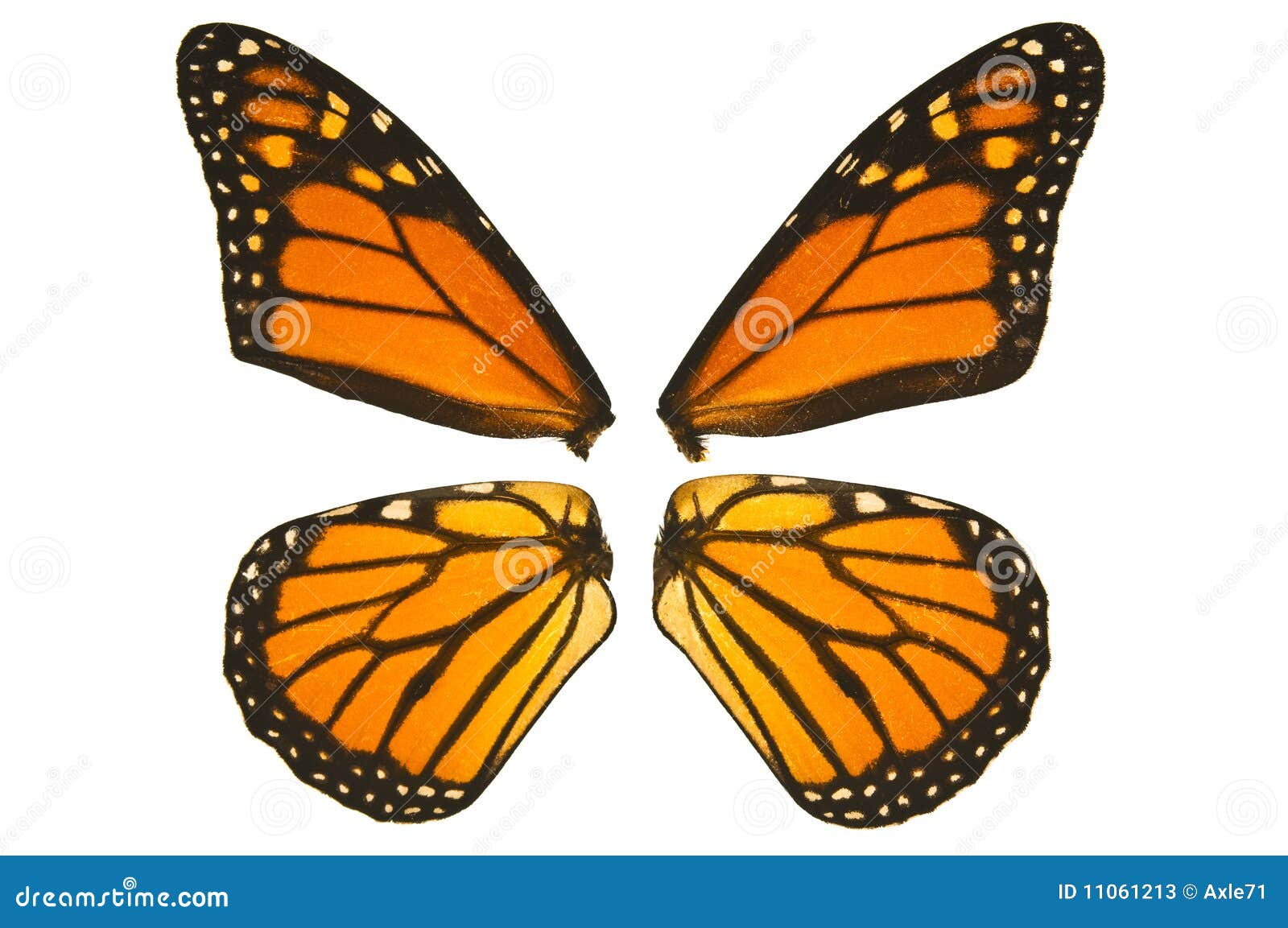 De Vlindervleugels Van De Monarch Stock Afbeelding - Image of vleugel ...