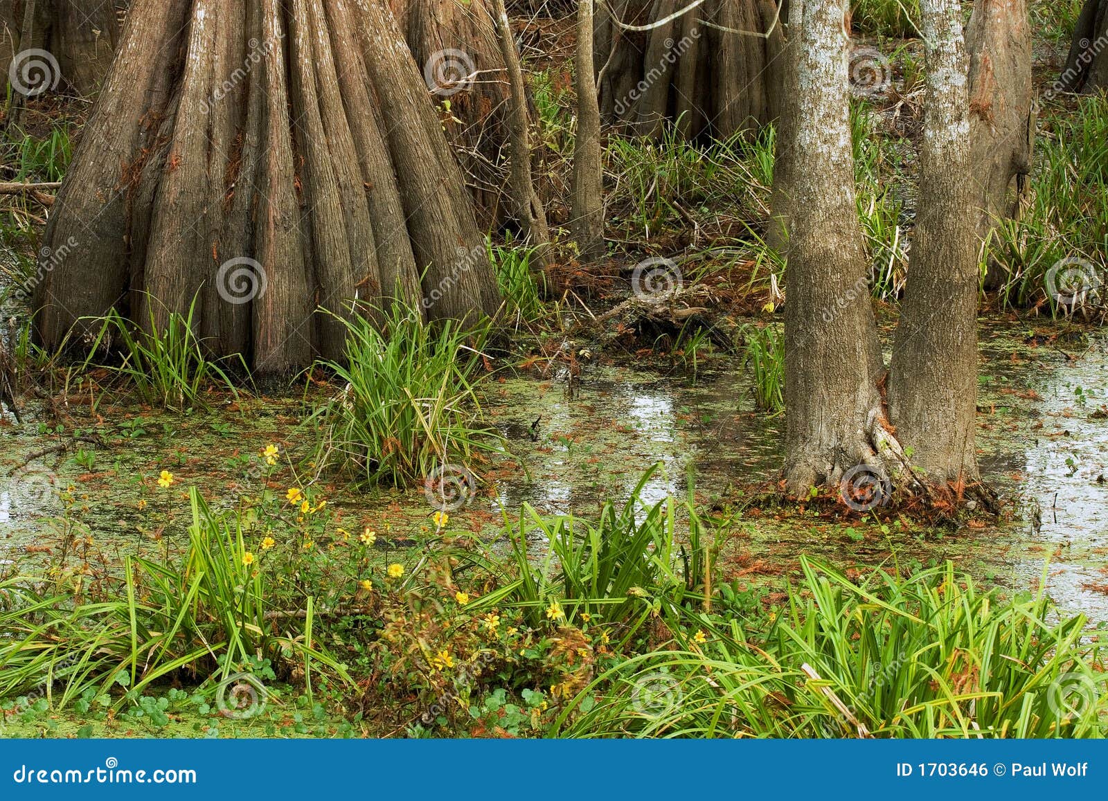 De Vloer van het moeras stock foto. Image of boom, moerasland - 1703646