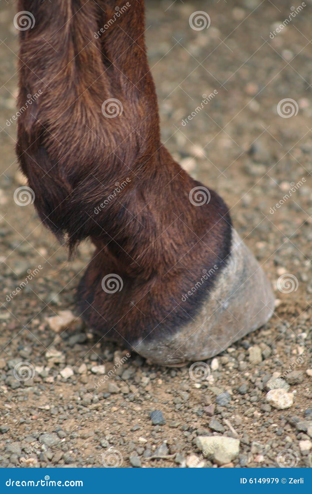 De voet van de ezel stock afbeelding. Image of bruin, sluit - 6149979