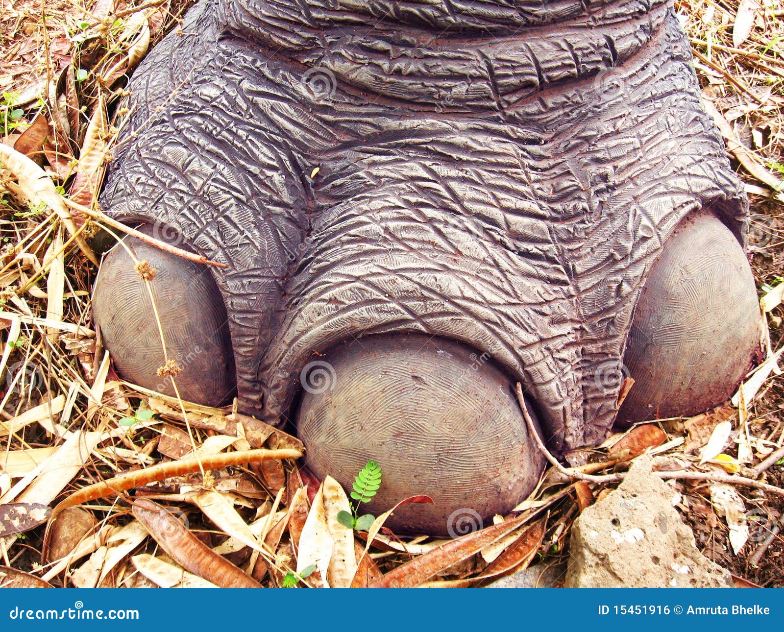 De Voet van de olifant stock foto. Image of bladeren - 15451916