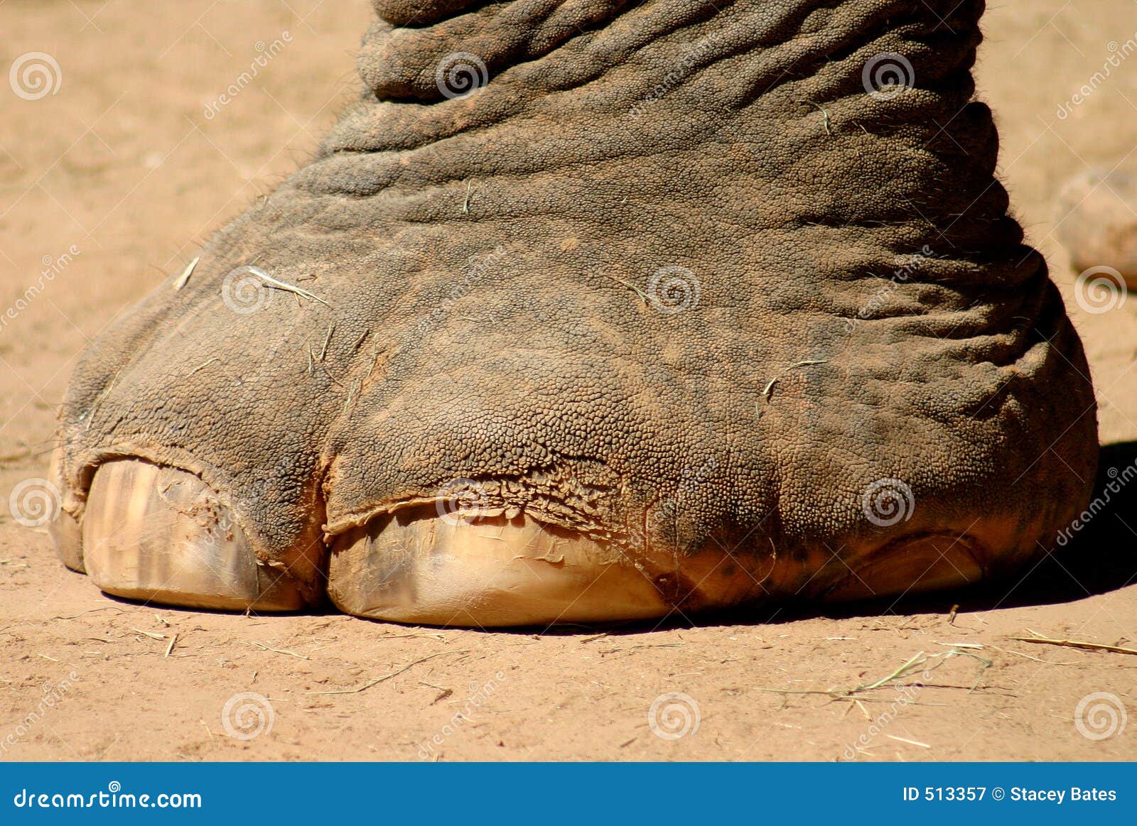 De Voet van de olifant stock afbeelding. Image of namen - 513357