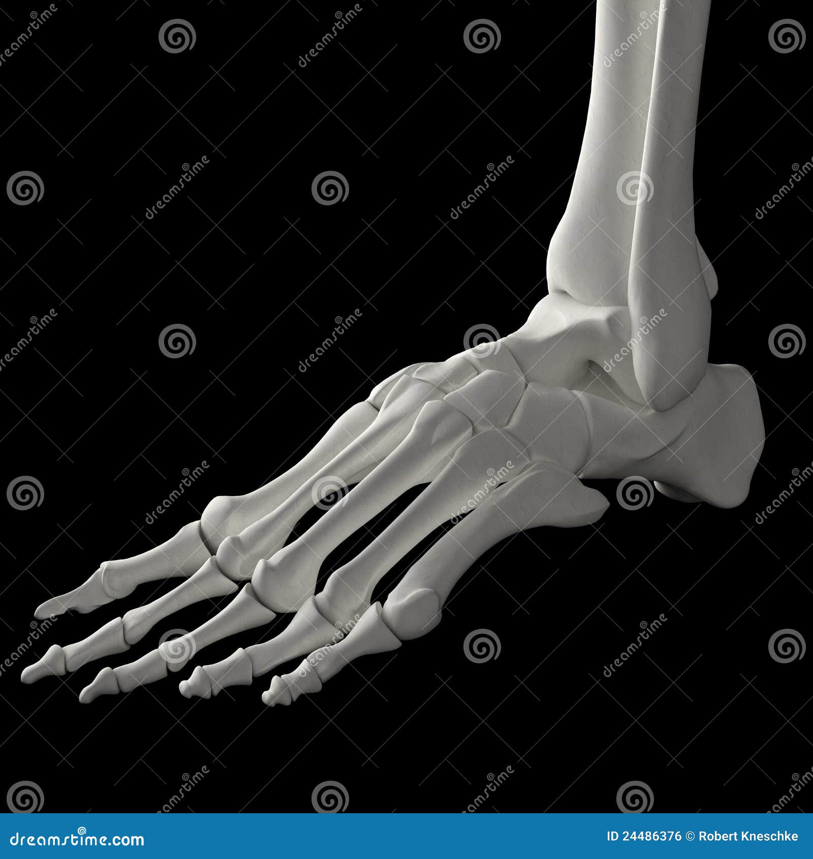 De voet van het skelet stock illustratie. Illustration of biologie ...