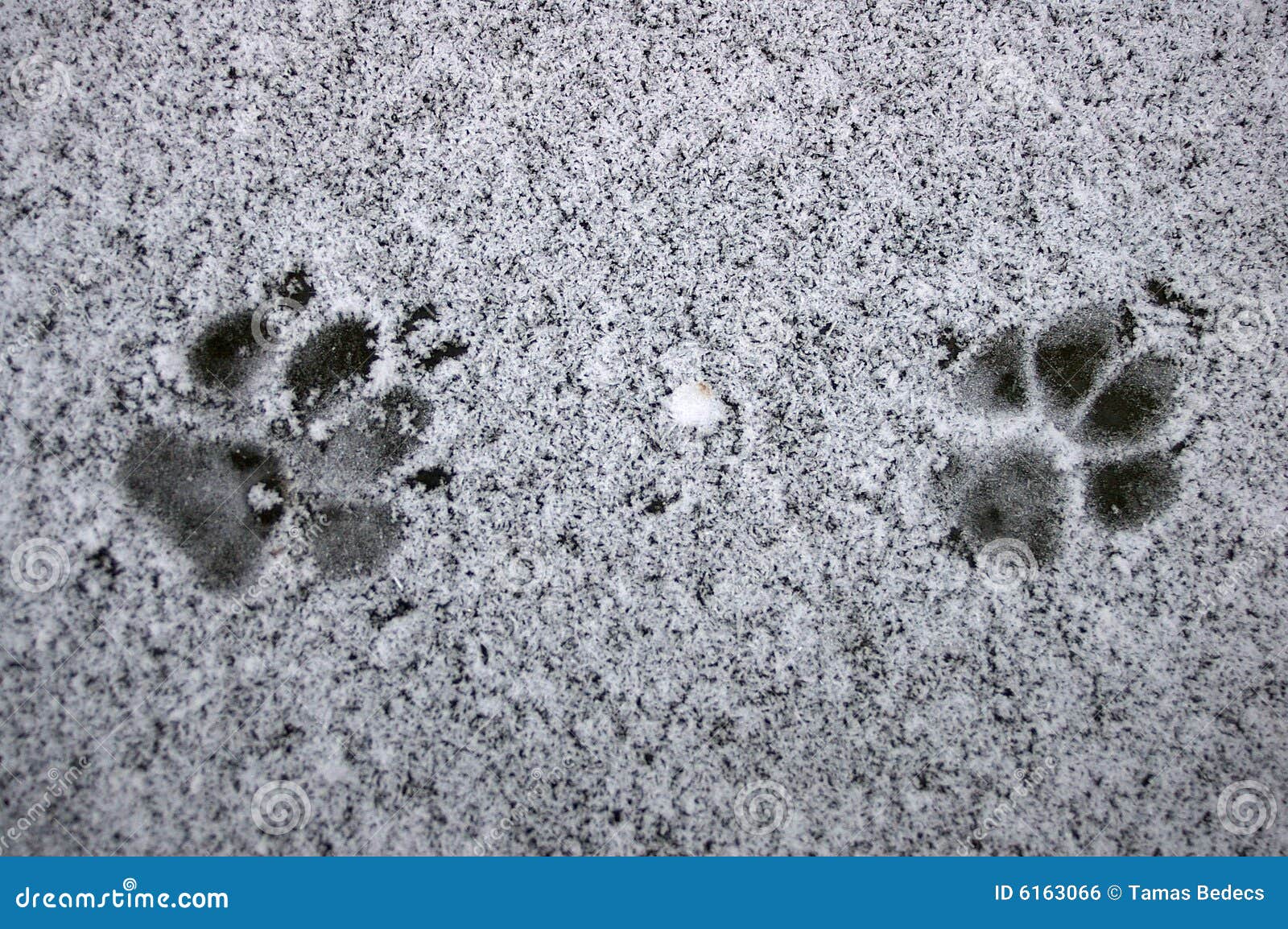 De voetafdruk van de vos stock foto. Image of sneeuw, winter - 6163066