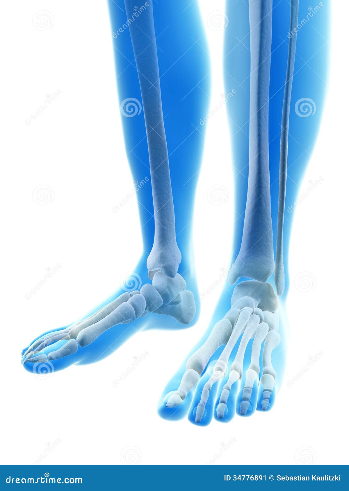 De voetbeenderen stock illustratie. Illustration of illustratie - 34776891