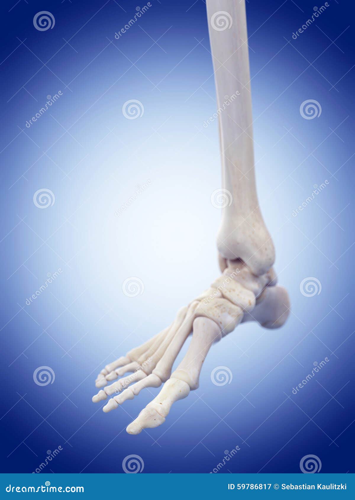 De voetbeenderen stock illustratie. Illustration of grafisch - 59786817