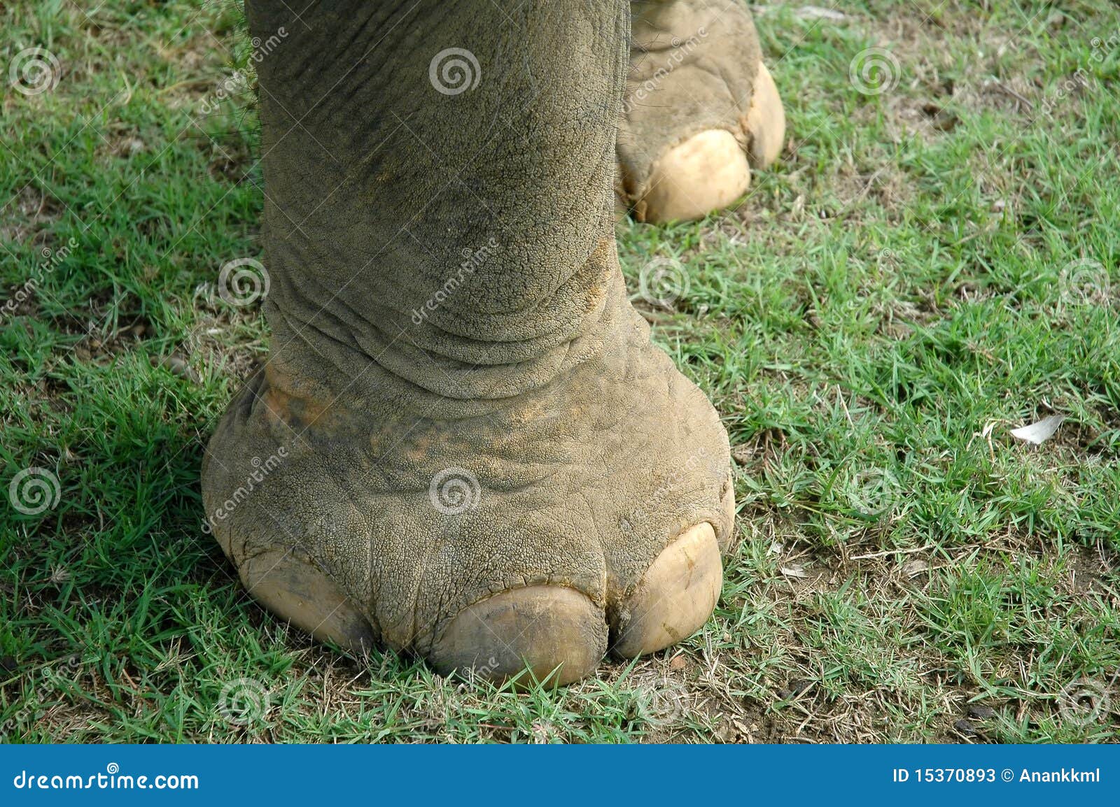 De voeten van de olifant stock afbeelding. Image of nave - 15370893