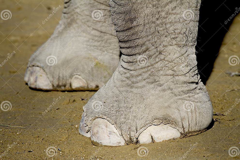 De voeten van de olifant stock afbeelding. Image of gerimpeld - 22395243