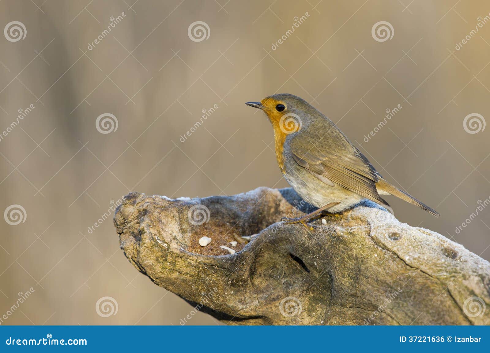 De Vogel Rode Borst Van Robin Stock Foto - Image of dier, leuk: 37221636