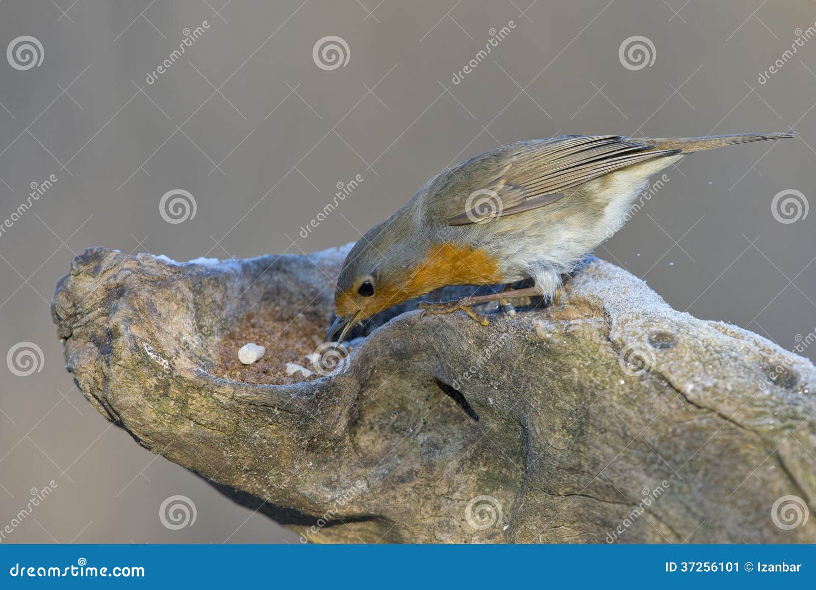 De Vogel Rode Borst Van Robin Stock Afbeelding - Image of wild ...