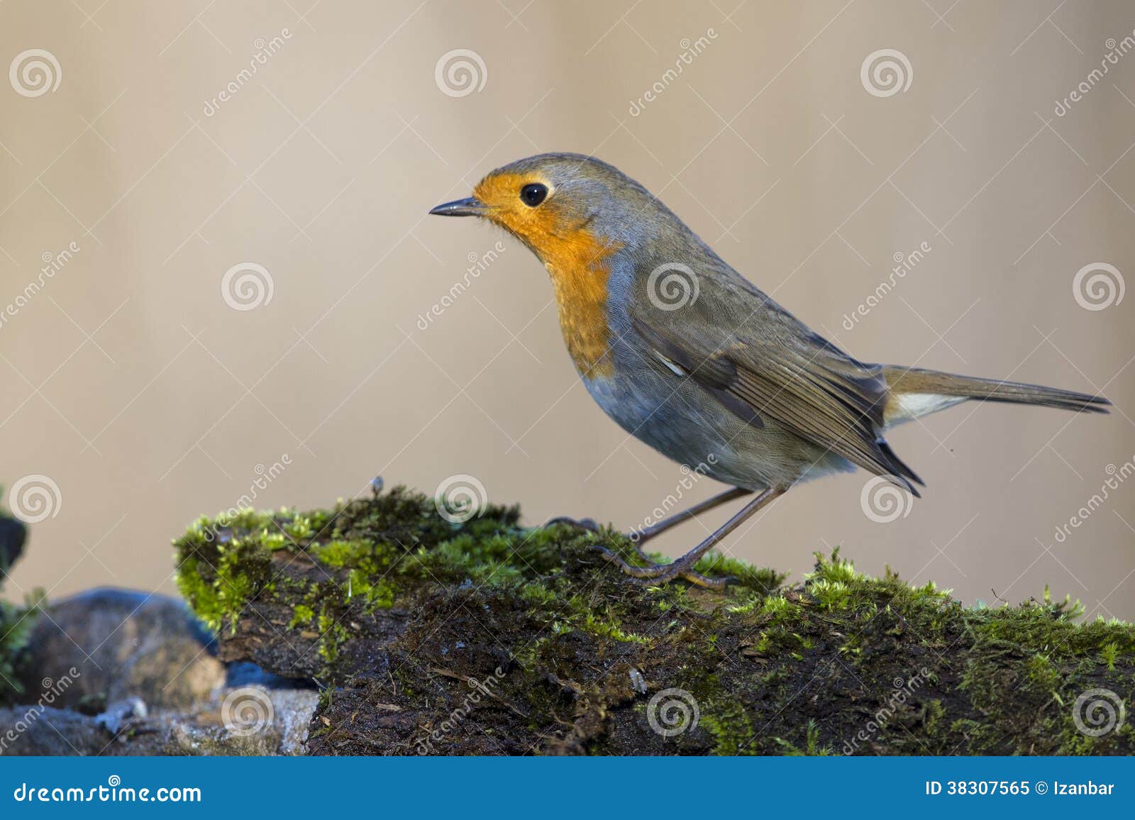 De Vogel Rode Borst Van Robin Stock Afbeelding - Image of kleur, tuin ...