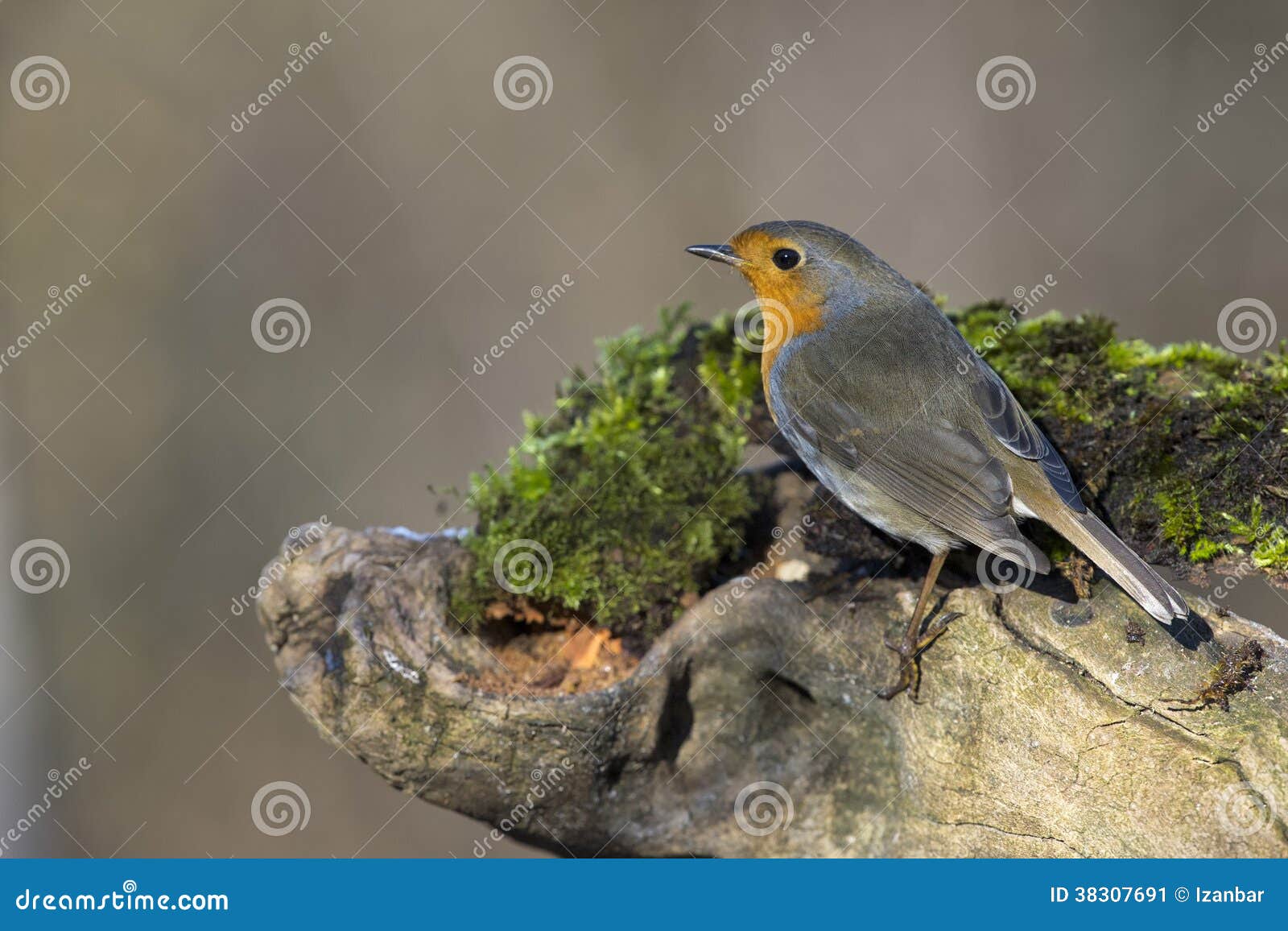 De Vogel Rode Borst Van Robin Stock Afbeelding - Image of leuk ...