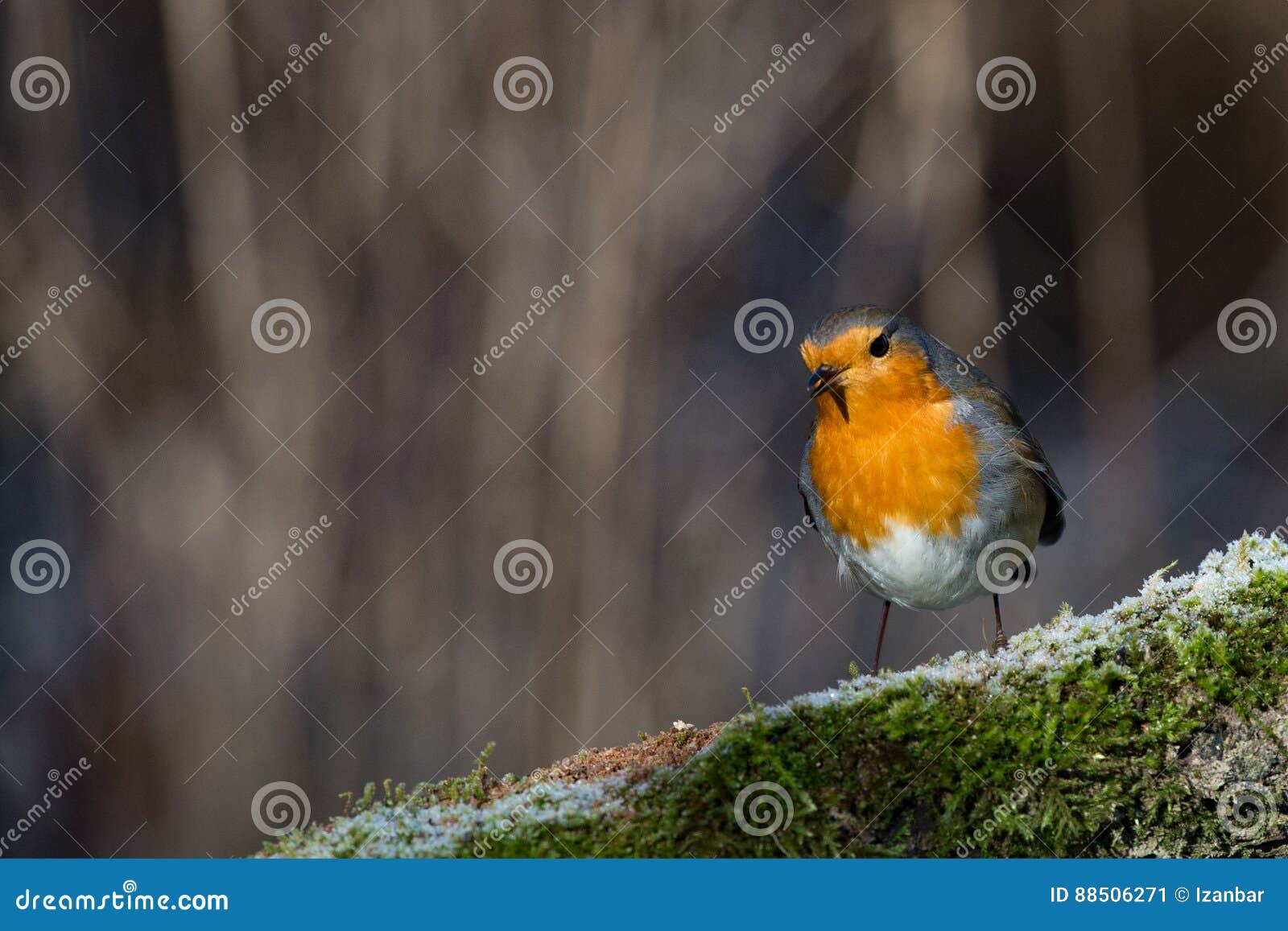 De Vogel Rode Borst Van Robin Stock Afbeelding - Image of wild, sluit ...