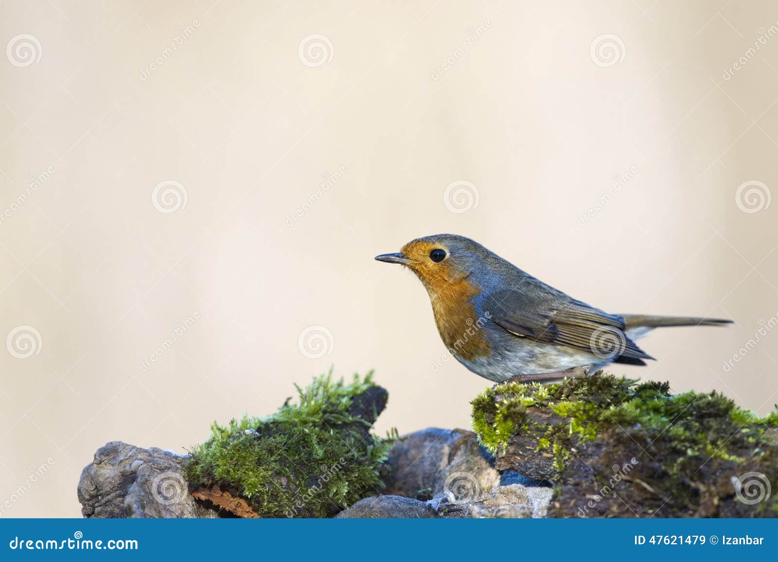 De Vogel Rode Borst Van Robin in De Wintertijd Stock Afbeelding - Image ...