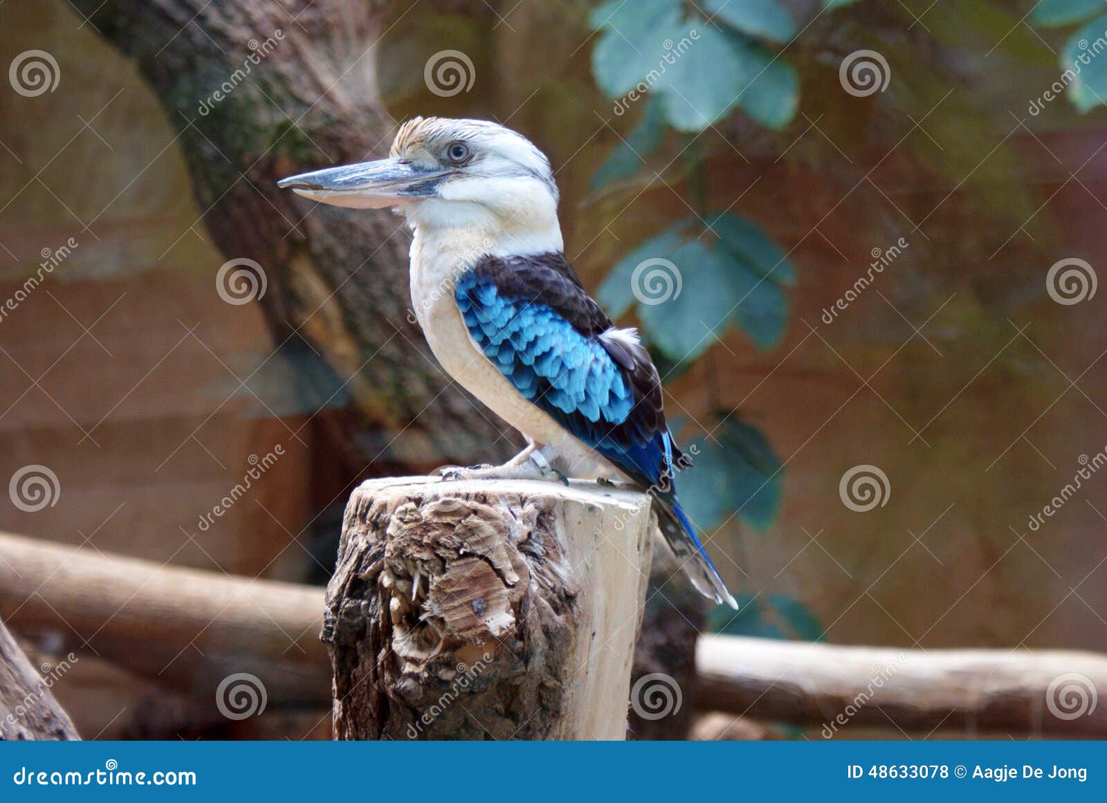 De vogel van de kookaburra stock foto. Image of blauw - 48633078
