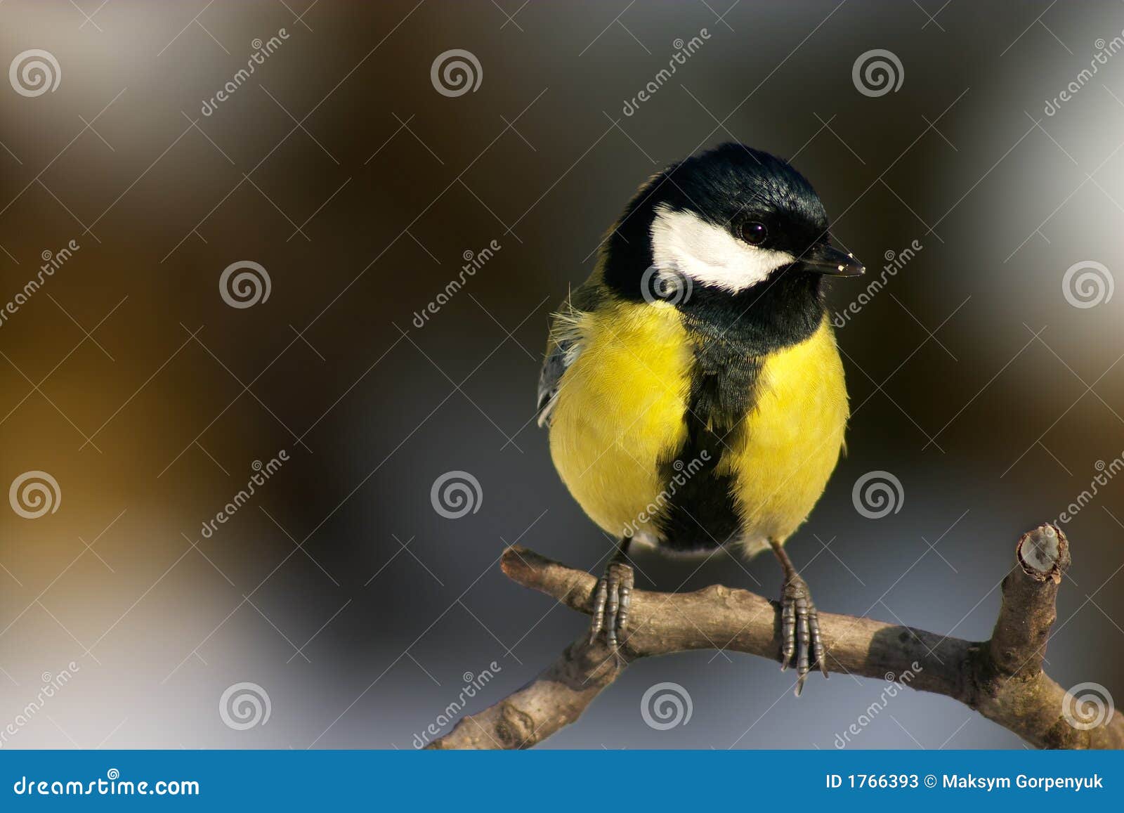 De vogel van de mees stock afbeelding. Image of tomtiet - 1766393
