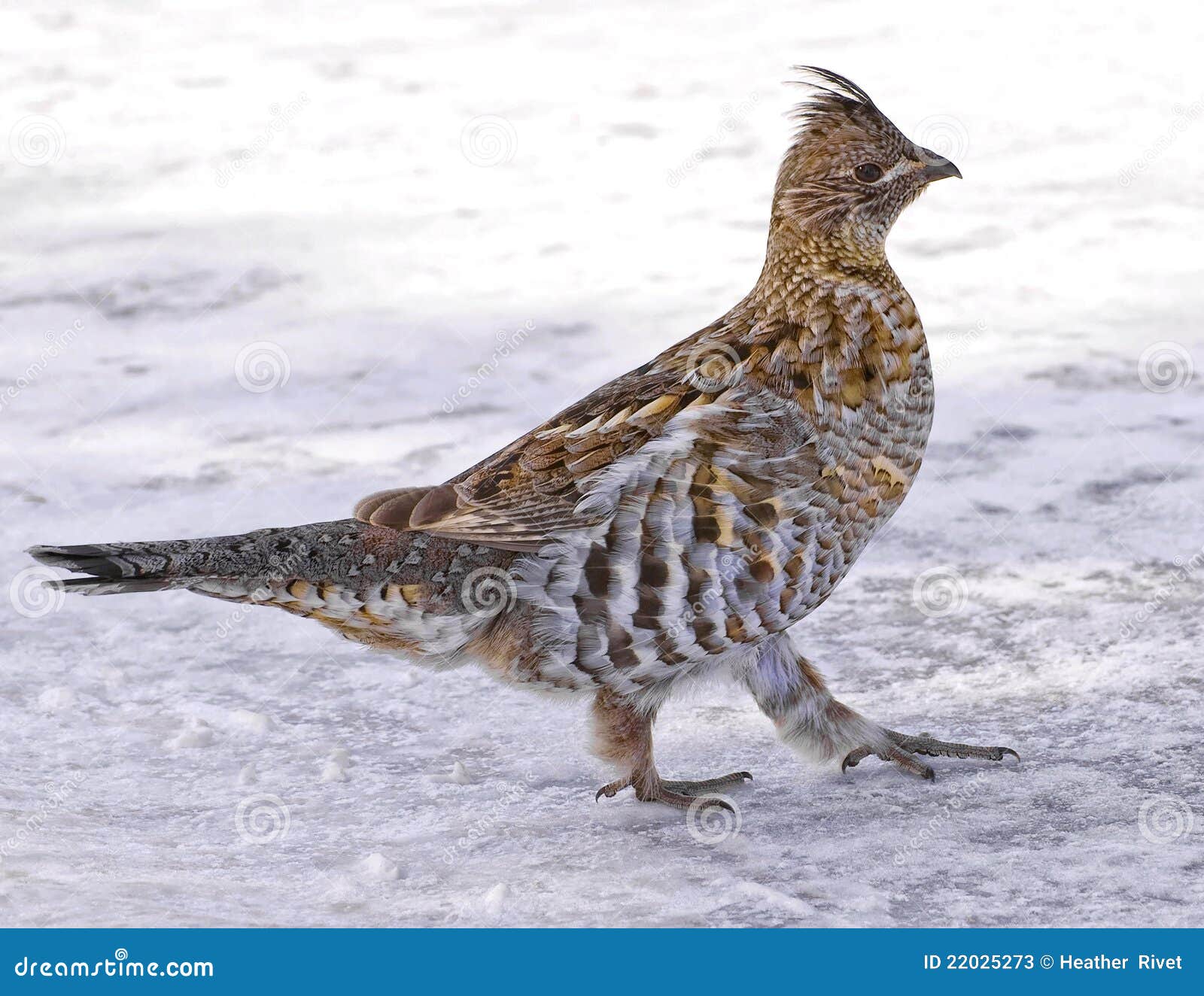 De Vogel van de patrijs stock afbeelding. Image of nave - 22025273