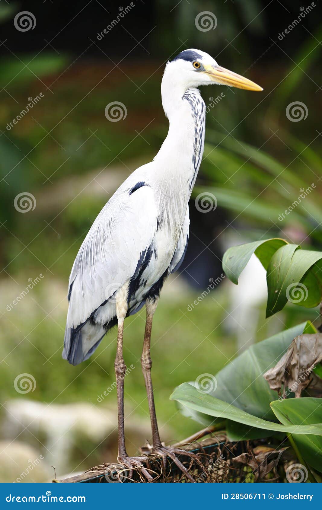 De Vogel van de reiger stock afbeelding. Image of vogel - 28506711