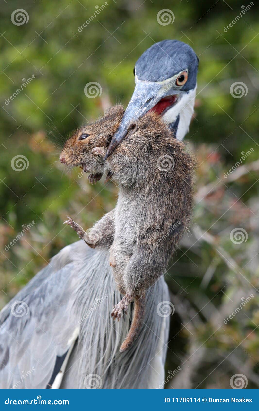De Vogel Van De Reiger Met Rat in Bek Stock Foto - Image of afrikaans ...