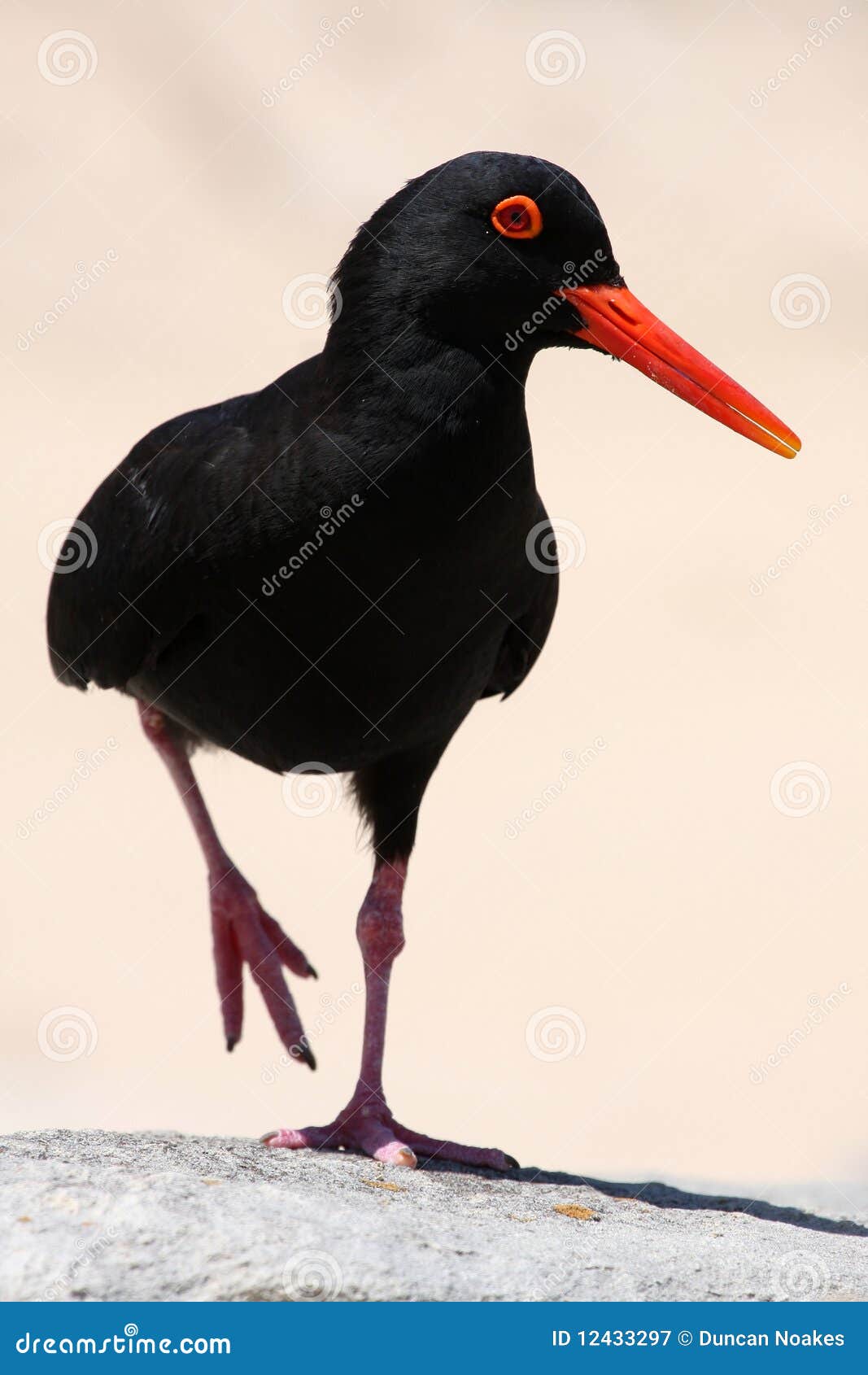 De Vogel Van De Vanger Van De Oester Stock Afbeelding - Image of fauna ...